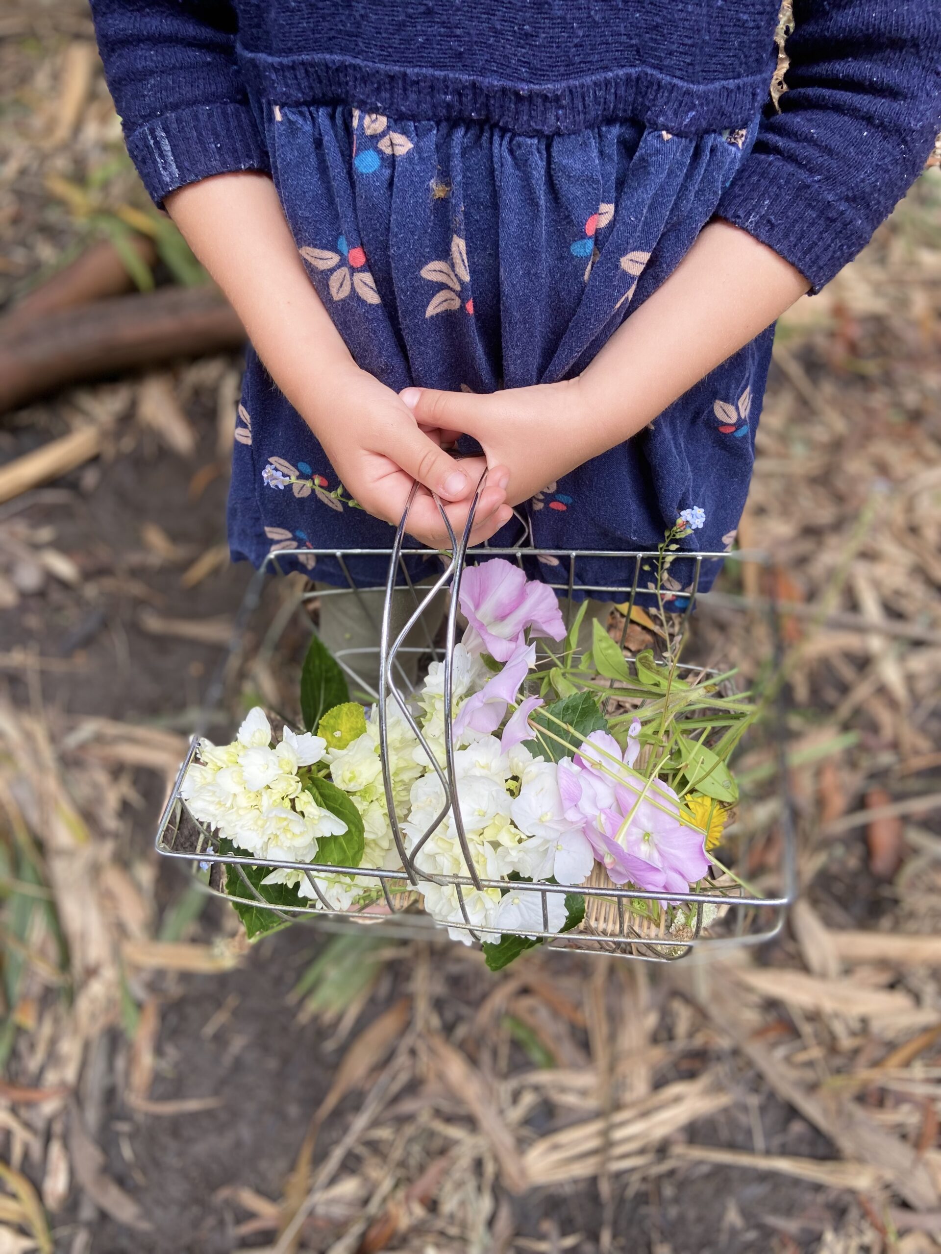 Wildly Curious – Education outside the classroom for children inspired ...